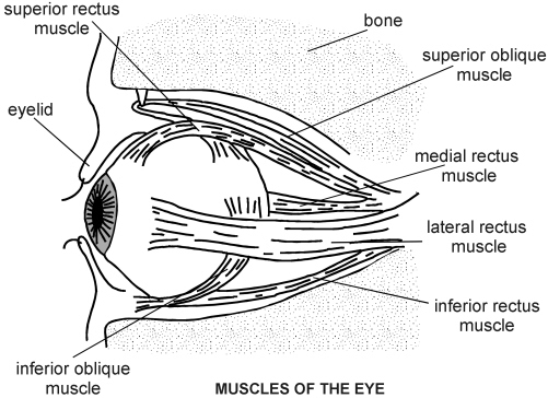 Eye-Muscle-Diagram – MHBB